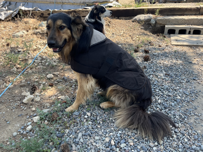Waterproof Dog Coat - Bad Dog Ranch