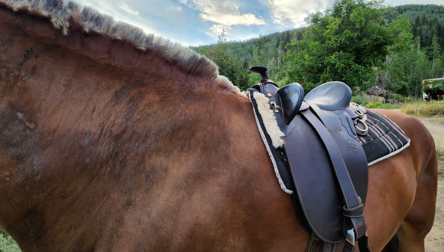 Best Saddles for Draft Horses - Bad Dog Ranch