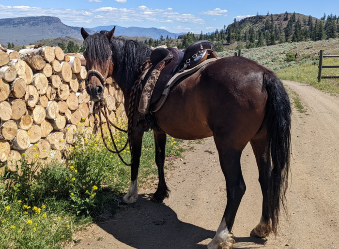 How to ride in an Australian Saddle - Bad Dog Ranch