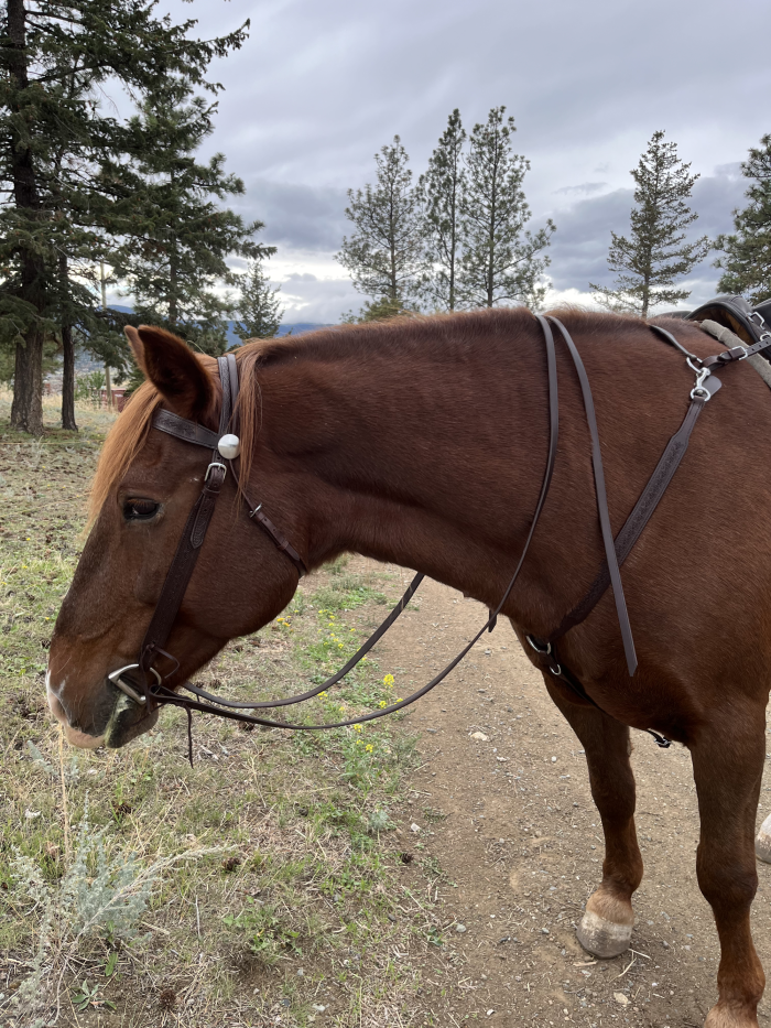 Tooled Bridle - Bad Dog Ranch